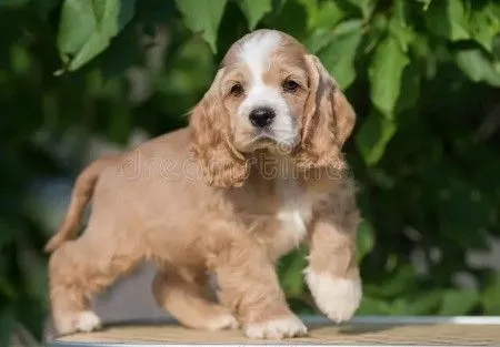 Americki i engleski koker spanijel