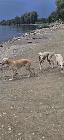 PERSIJSKI HRT SALUKI ŠTENCI