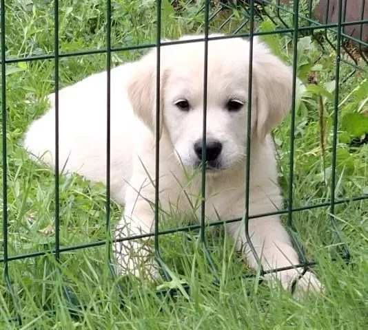Zlatni retriver, muško štene