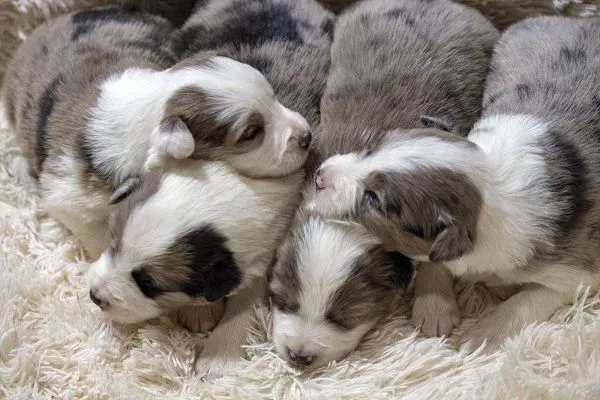 Border koli-Border collie, štenad