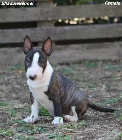 Mini Bull Terijer prelepi štenci