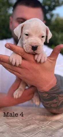 Argentinska doga ( Dogo Argentino )