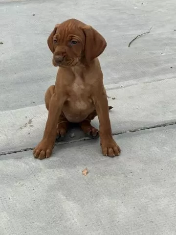 Stenad Madjarske Vizle