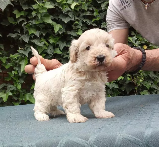 MALTIPOO
