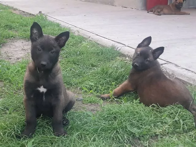Belgijski ovcar Malinoa štenci