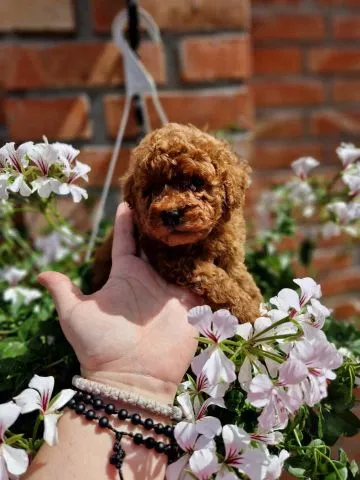 TOY crvene pudle Odgajivacnica Hopy queen poodle