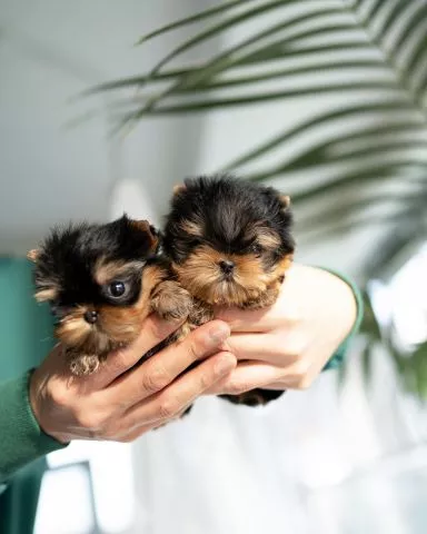 Adorable Teacup Yorkie