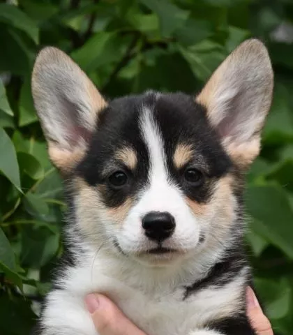 Velski korgi Welsh Corgi Pembroke