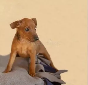 Doberman i Patuljasti pinc