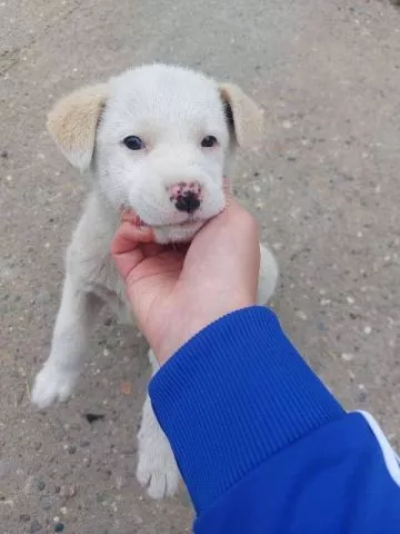 Žensko štene mešanca labradora na poklon