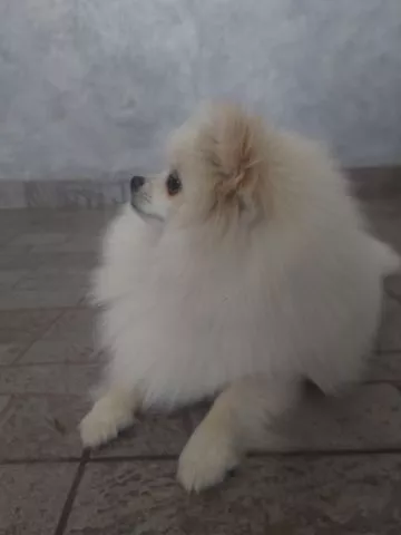Pomeranac