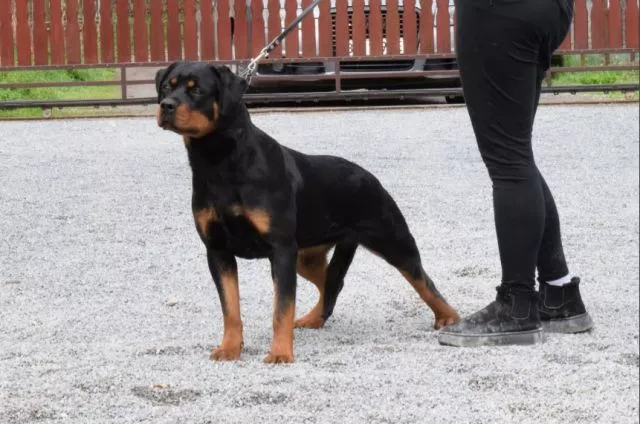 Poklanjam dve Rottweiler zenke