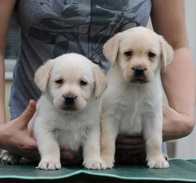 Labrador retriver stenci