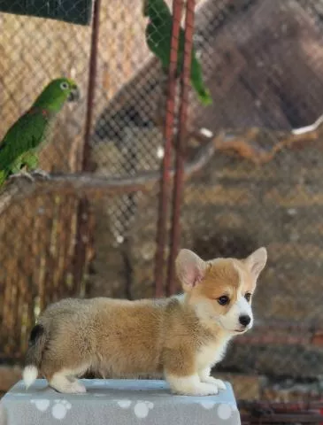 Velški Korgi Pembrok prelepi štenci