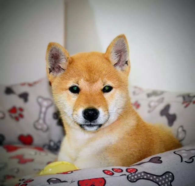 Shiba inu štenci