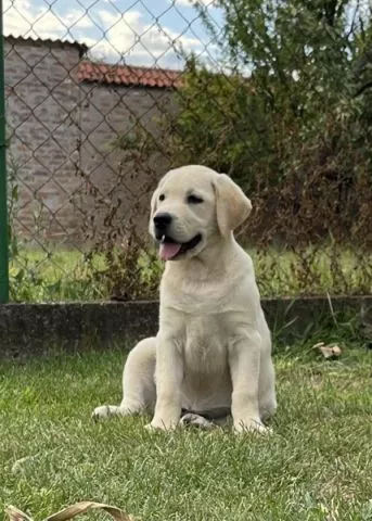 Labrador retriver ženkice