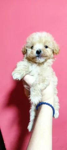 Maltipoo štenci