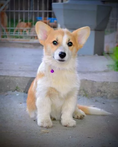 Velški korgi Pembrok ( Welsh Corgi Pembroke )