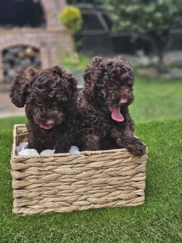 Predstavljamo vam leglo ČOKOLADNIH PUDLI