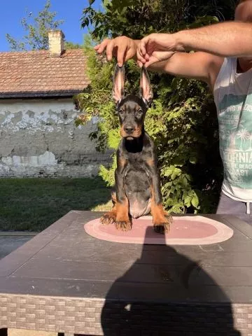 DOBERMAN štenci