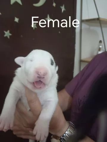 Sinai State kennel new litter