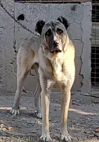 TURSKI KANGAL, MUŽJAK