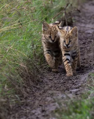 Бесплатни огласи за кућне љубимце у Србији