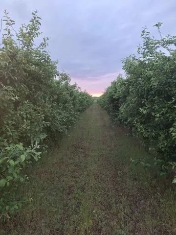 NA PRODAJU DVA VOCNJAKA POVRSINE OD PO 2HA