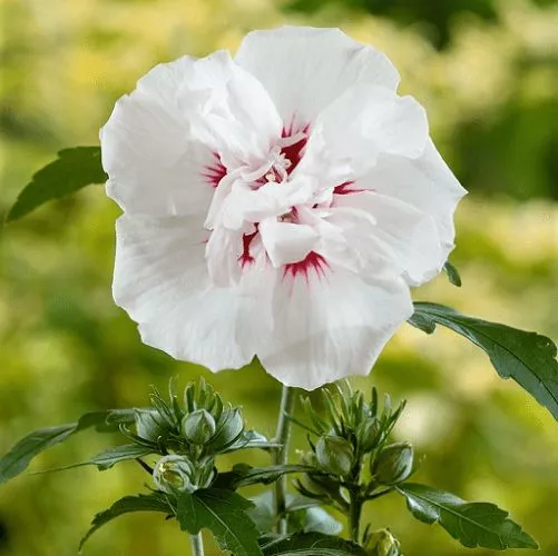 Hibiskus baštenski dupli beli