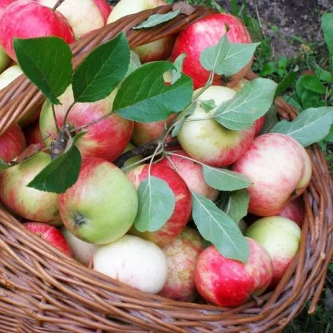 Sadnica stare sorte - Jabuka Petrovača