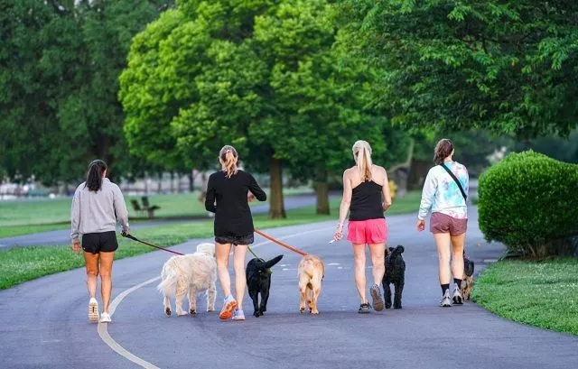 Potreban radnik / radnica u prihvatilištu za pse