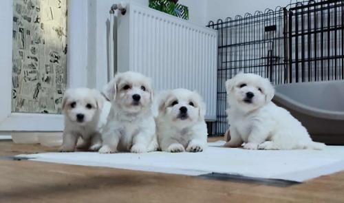 Coton de Tulear