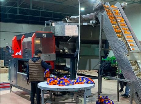 DAUMAR Cb-48 Pa 25 mašina za pakovanje limuna, pomorandže, krompira, luka itd