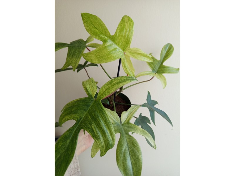 Philodendron Florida ghost