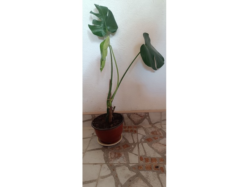 Sobno cveće - Monstera Deliciosa