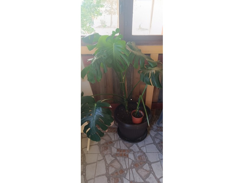 Sobno cveće - Filadendron
