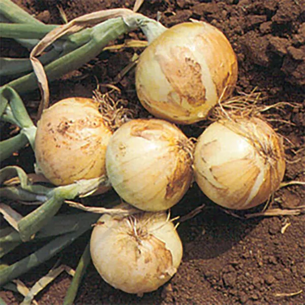 SEME CRNI LUK KIRA F1 pak 1kg