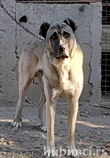 Turski Kangal, mužjak