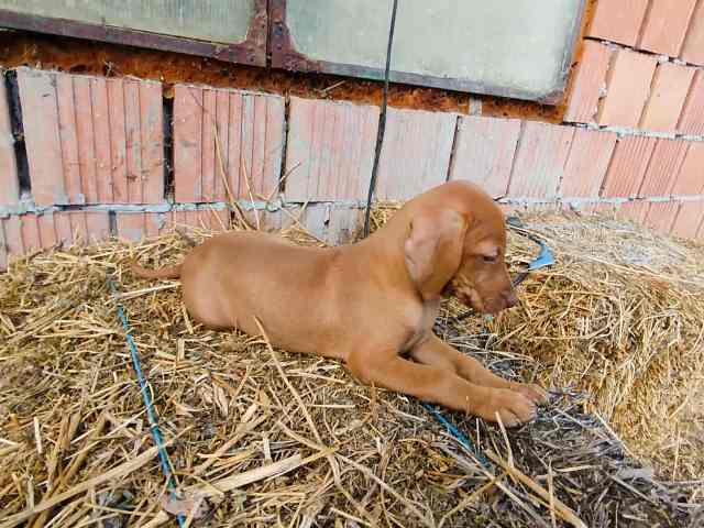 Kratkodlaka Mađarska Vižla, štenci