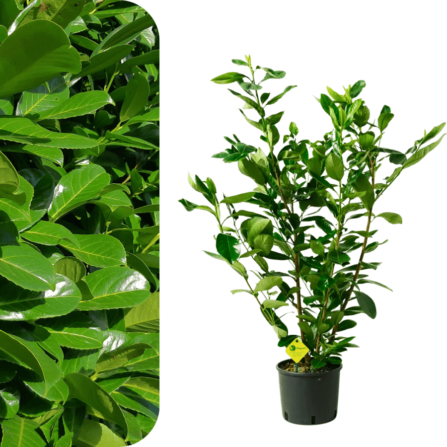 Lovor višnja ‘Novita’ – sadnice 7L (Prunus laurocerasus ‘Novita’)