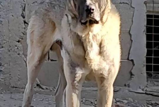 Turski Kangal, Mužjak