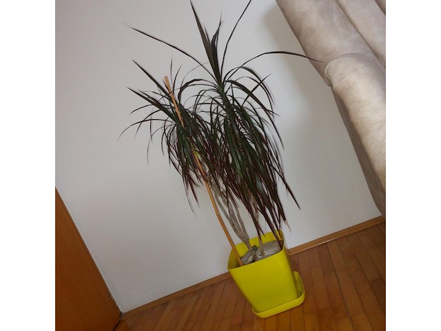 dracena marginata