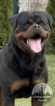 ROTVAJLER, stenci i odrasli psi