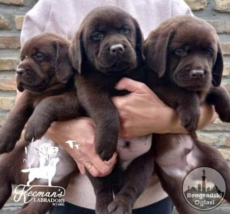 Čokoladni Labrador Retriver štenci