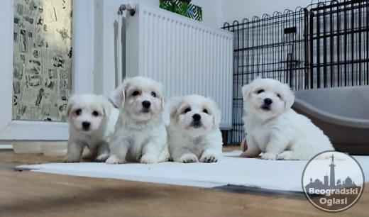Coton de Tulear