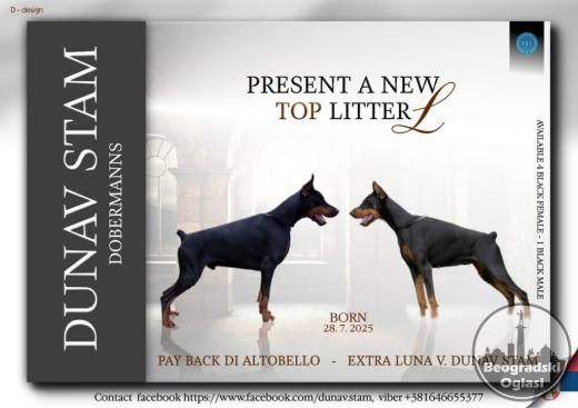 Doberman prelepi stenci