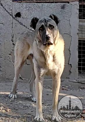 Turski Kangal, mužjak