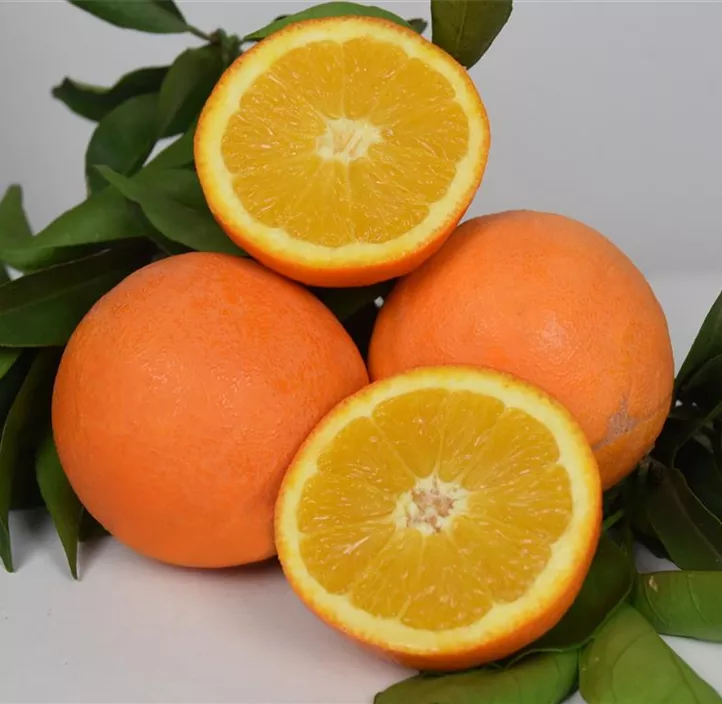 citrus ARANCIO-NARANDZA