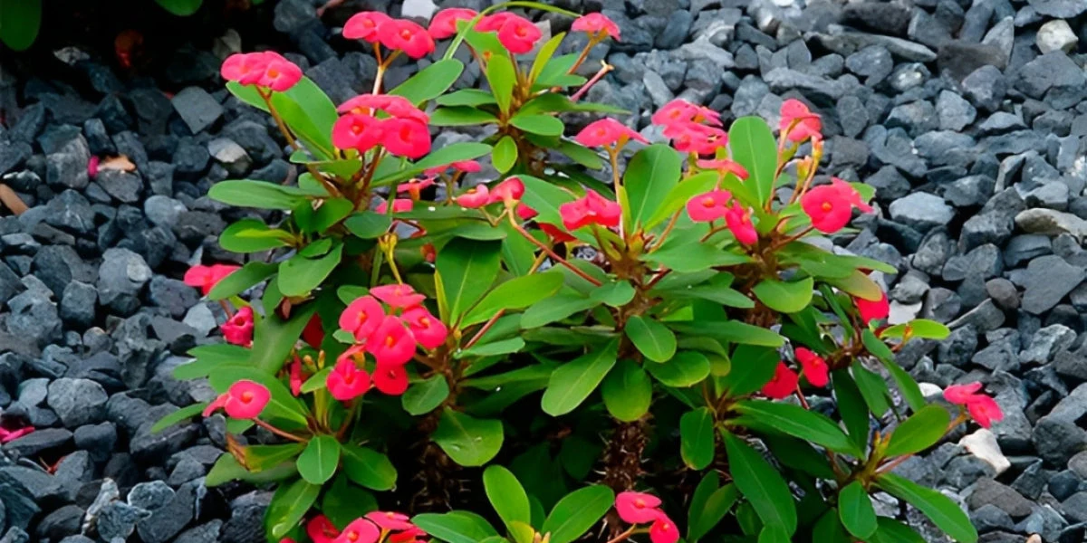 Euphorbia Milii – Euforbija Mili (crveni cvet)