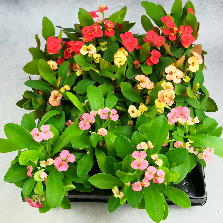 Euphorbia Milii – Euforbija Mili mix